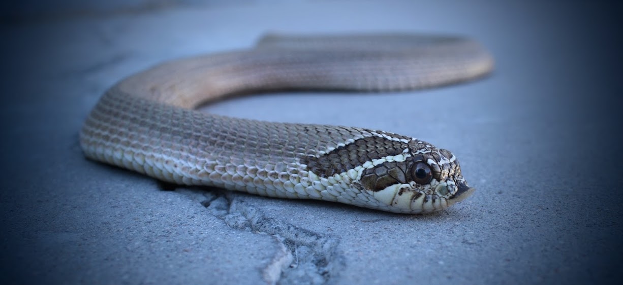 "Charcoal" Superconda Adult Female Western Hognose by Urban Dinos ...
