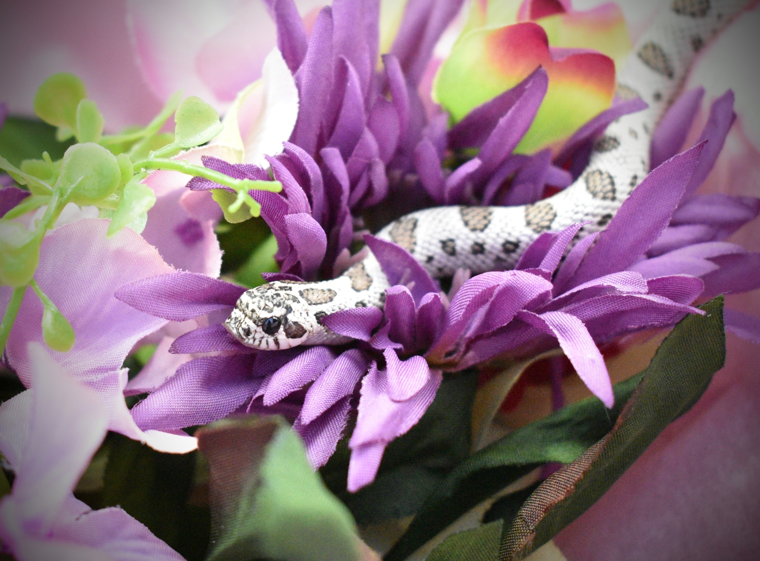 "Lilac" Super Arctic Conda Western Hognose by Urban Dinos/Snakeful ...
