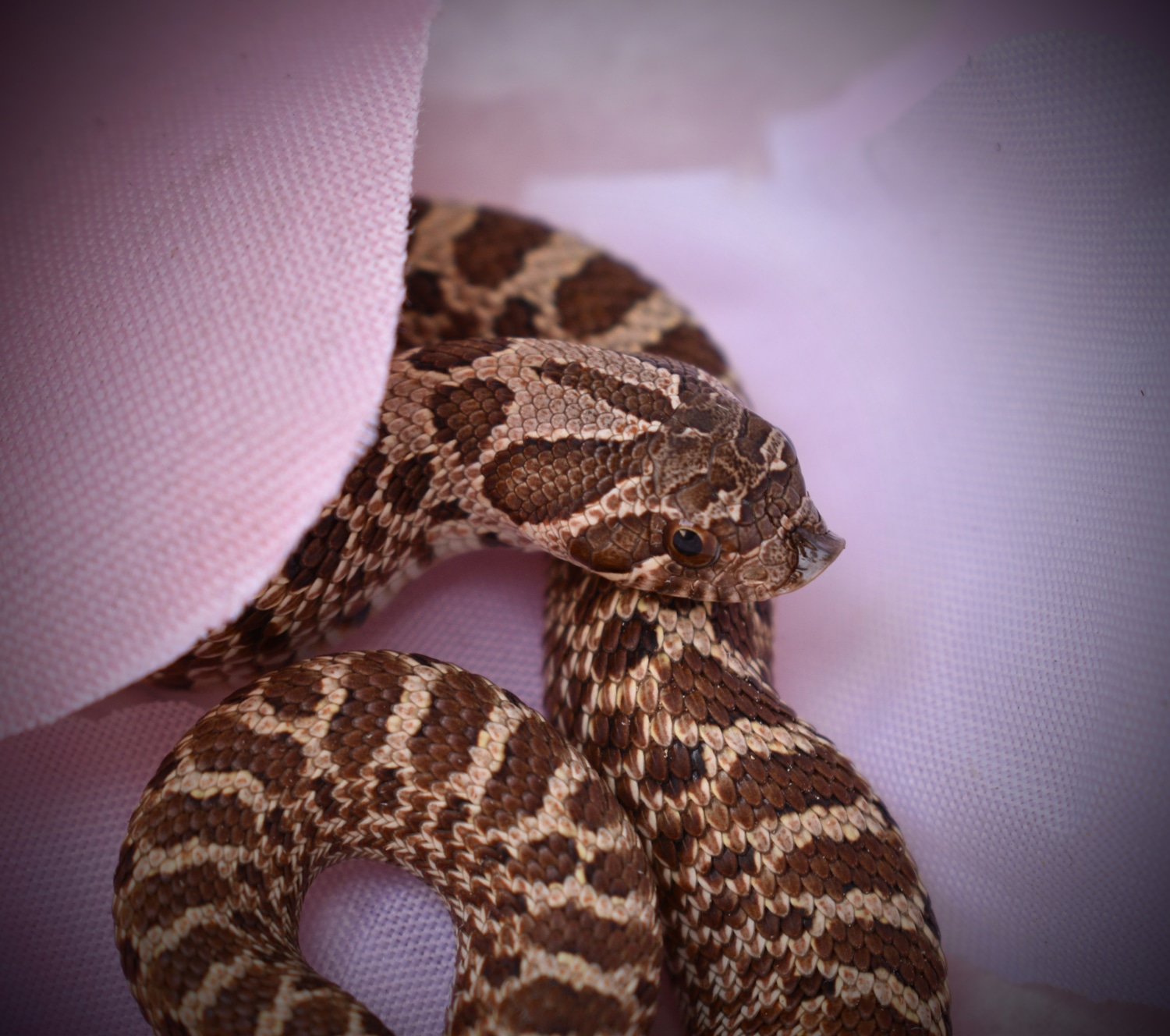 "Shoogynuggy" Normal Het Sunburst Western Hognose by Urban Dinos ...