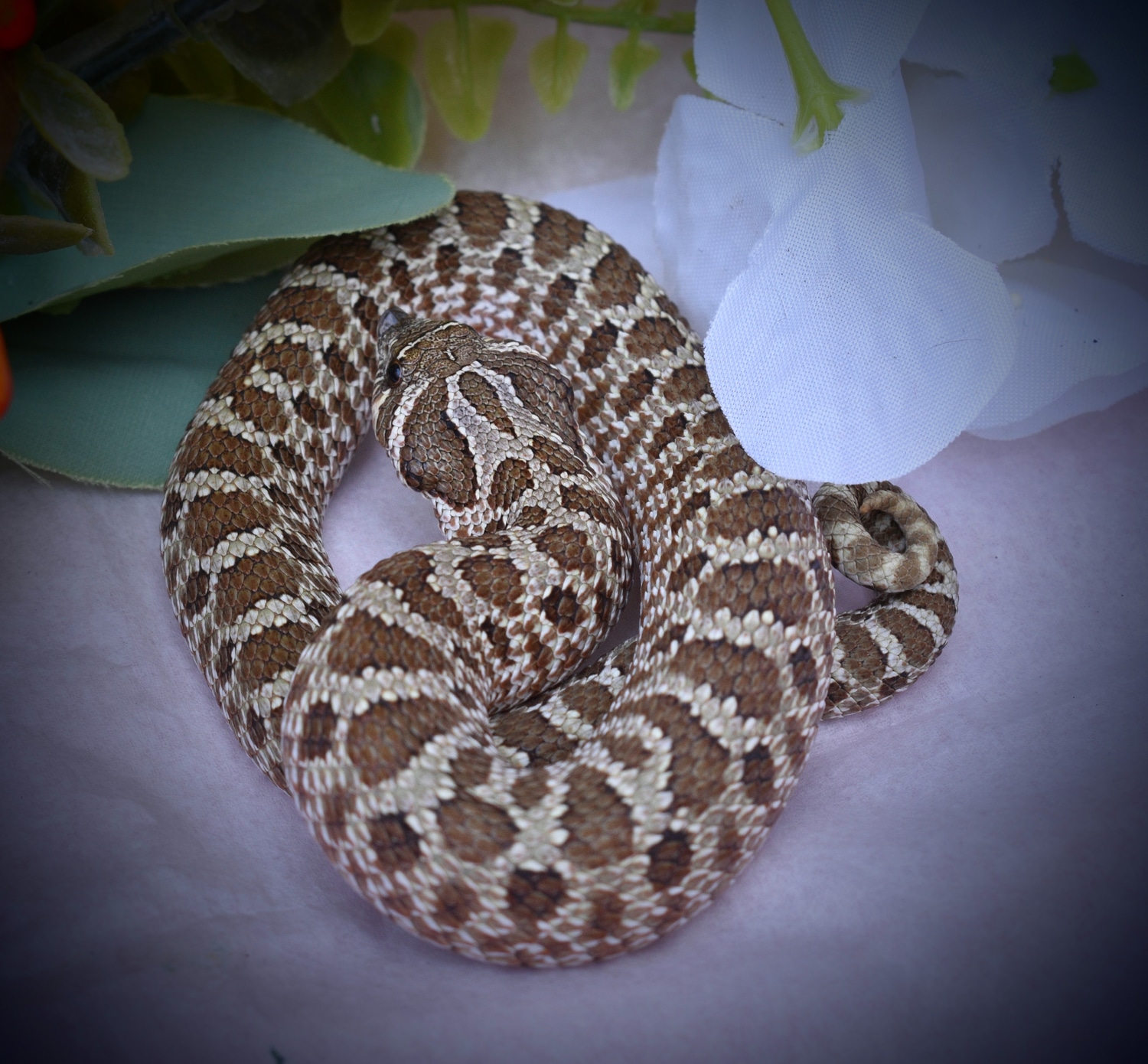 "Akali" Normal Het Sable 66% Het Sunburst Western Hognose by Urban ...