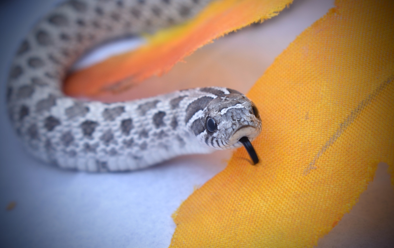 "Autumn Leaf" Axanthic Het Snow Female Western Hognose by Urban Dinos ...
