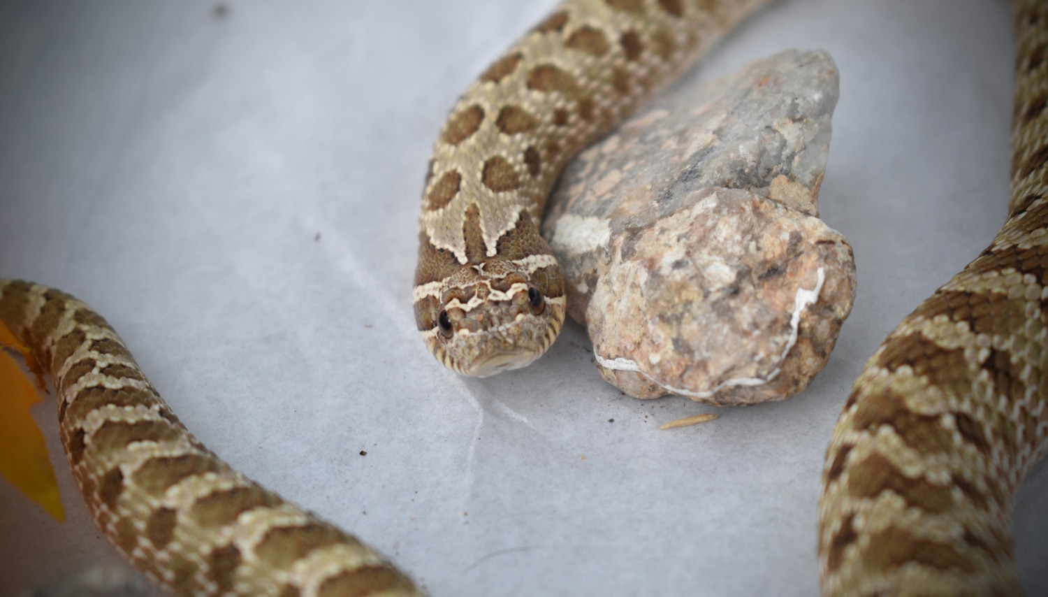 "Cinnamon" Yearling Female, Het Albino 66% Pos Het Snow Western Hognose ...