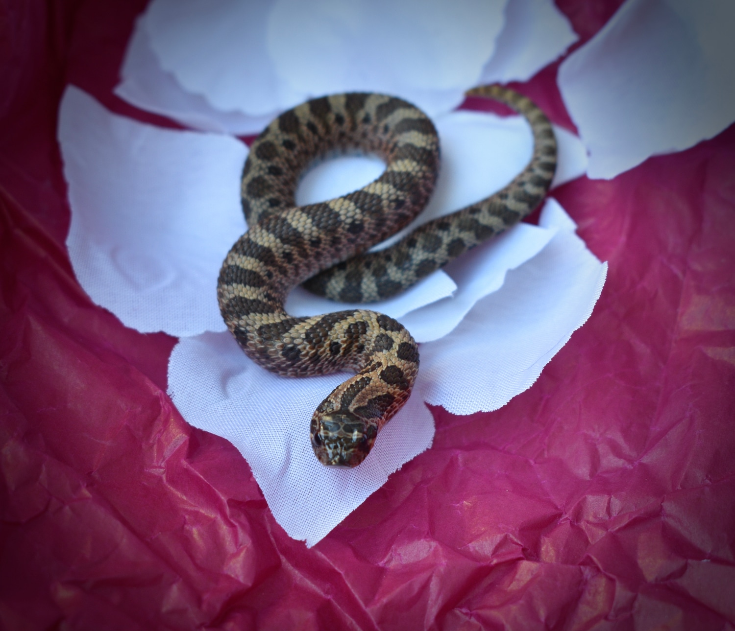 "Chocokiss" Sable Het Sunburst Female Western Hognose by Urban Dinos ...