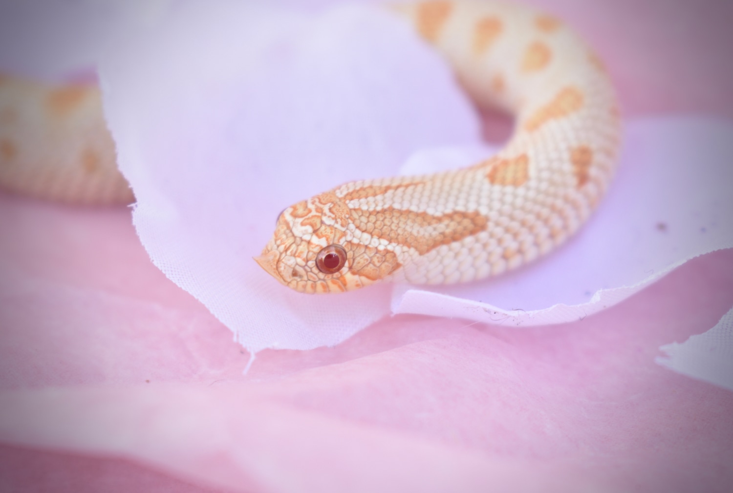 "Jelly" Toffeeglow Conda Female Western Hognose by Urban Dinos/Snakeful ...