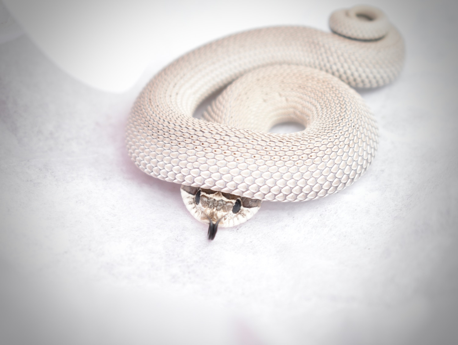 "Peekaboo" Axanthic Superconda Het Snow Male Western Hognose by Urban ...