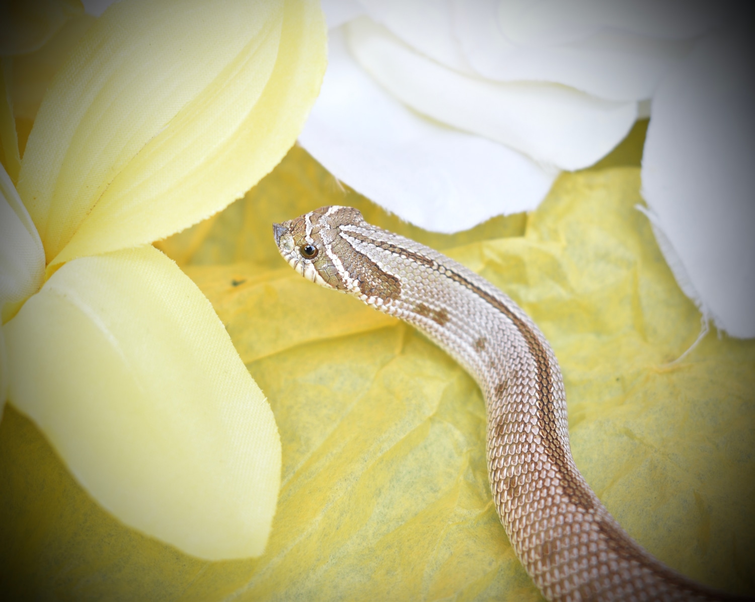 "Slo-mo" Conda Het Sunburst Western Hognose by Urban Dinos/Snakeful ...