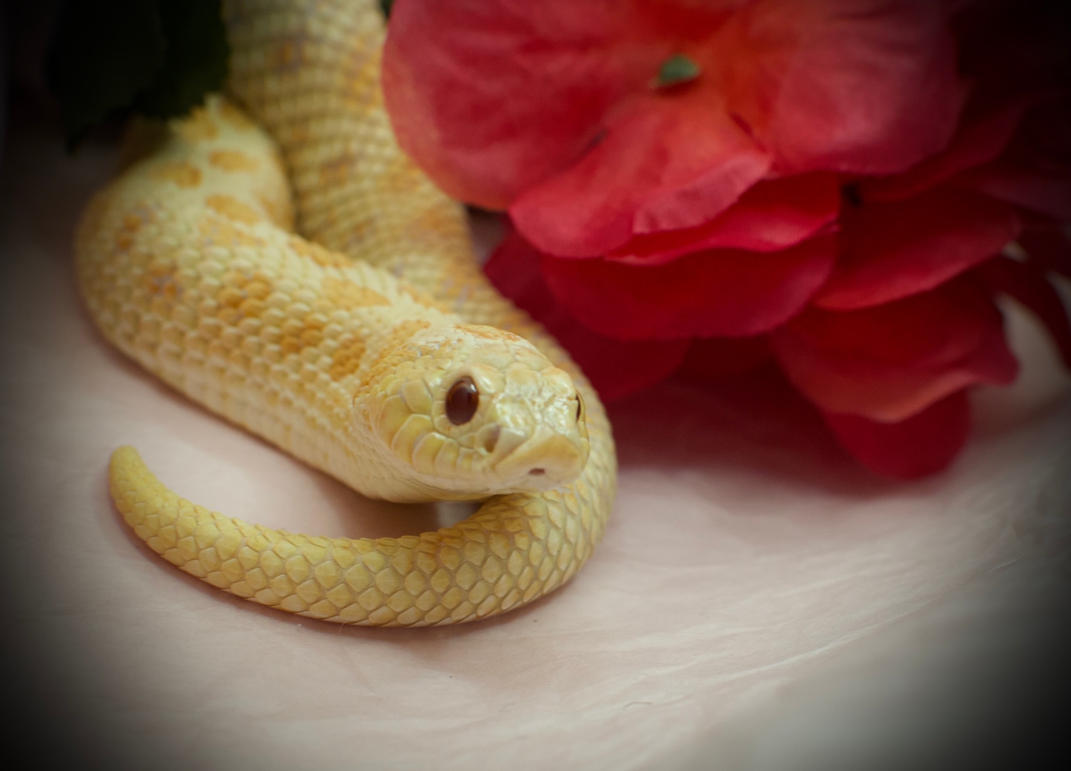 "Pinkie Pie" Green Line Albino Western Hognose by Urban Dinos/Snakeful ...