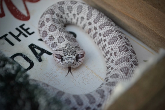 "Calista" Moonstone Female Western Hognose by Urban Dinos / Snakeful Grace