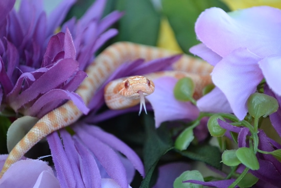 "Squiggly Diggly" Albino Conda Male Western Hognose by Urban Dinos ...