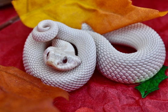 "White Panther" Male Superyeti (Snow Superconda) Western Hognose by ...