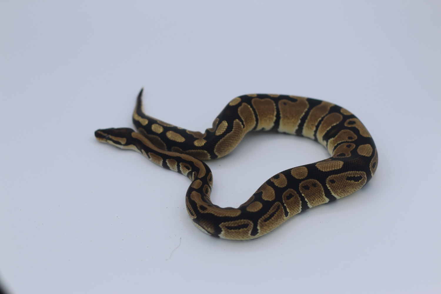 Normal Het Hypo Het Pied Ball Python by Bath Balls - MorphMarket
