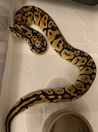 1.3 Grail Project Ball Python by Fire Baby LLC
