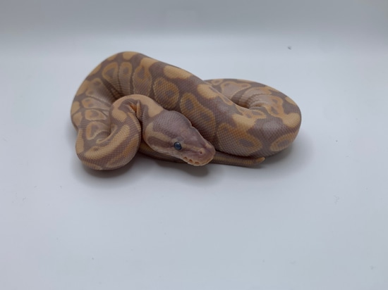 Banana Fire Possible Het Pied Ball Python by Fire Baby LLC