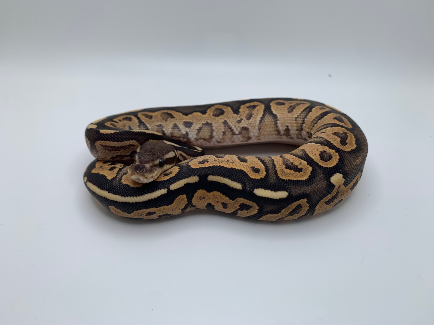 Cinnamin Fire Possible Het Pied Ball Python by Fire Baby Ball Pythons ...