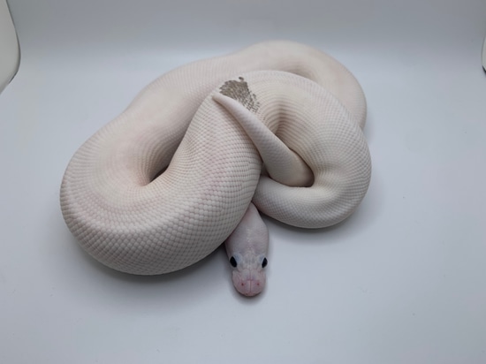 Grey Matter Ball Python by Fire Baby LLC