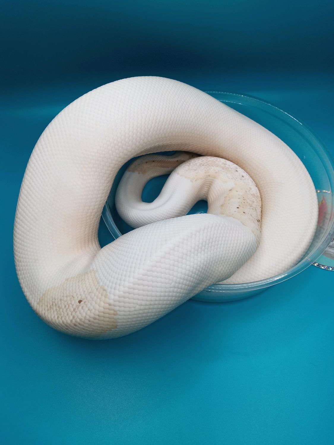 Pastel Banana Leopard VPI Axanthic Pied