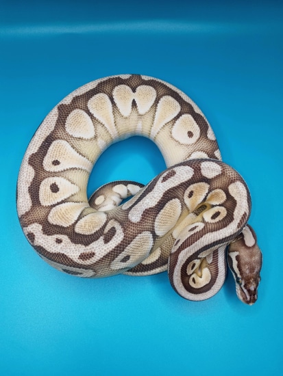 Scaleless Head Pastel Butter Fire Het Albino 🔥 Ball Python by Fire Baby LLC