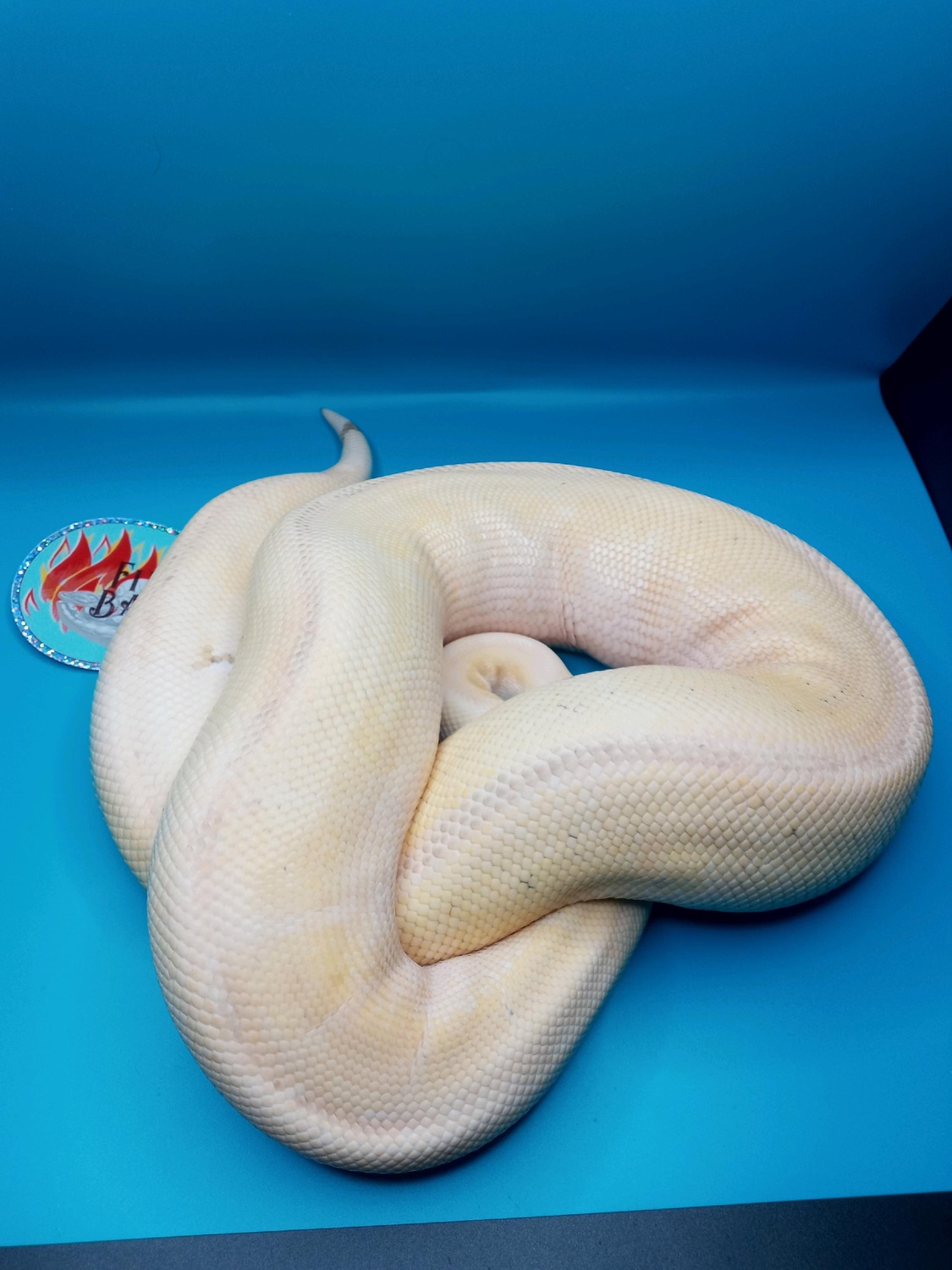 Fire Baby LLC's Collection - MorphMarket