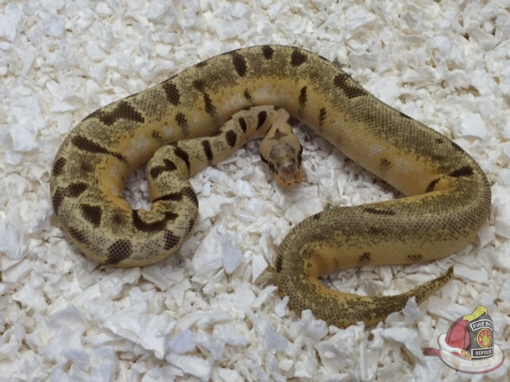 Bumblebee Enchi Genetic Stripe Ball Python by Fireball Reptiles ...