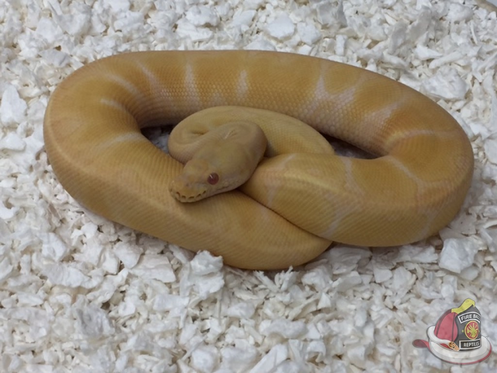 Albino Pastel Enchi Ball Python by Fireball Reptiles - MorphMarket