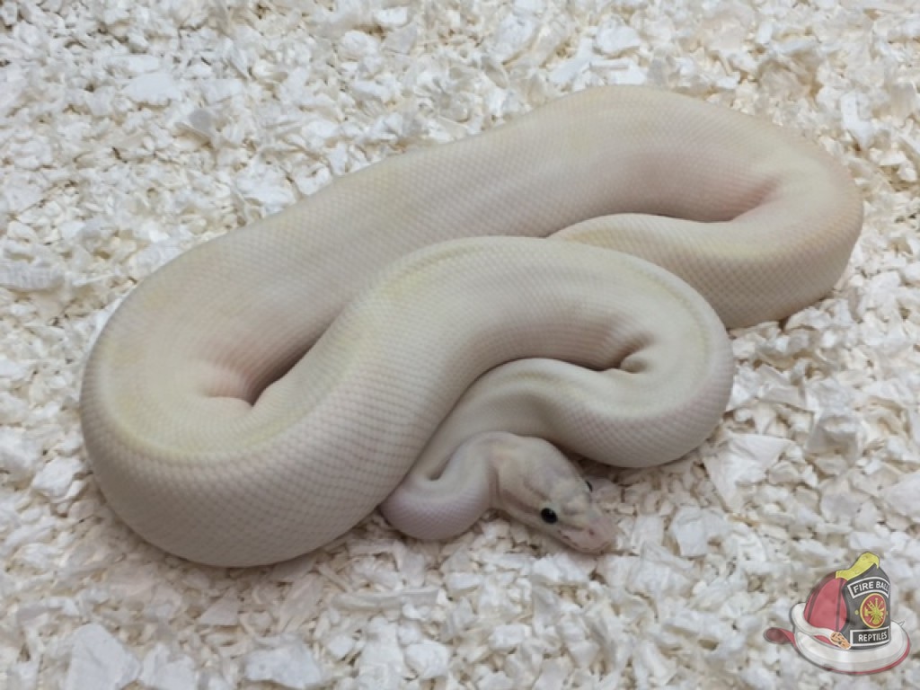 Pastel Ivory Ball Python by Fireball Reptiles - MorphMarket