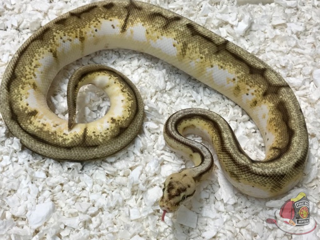 Bumblebee Yellowbelly Genetic Stripe Ball Python by Fireball Reptiles ...
