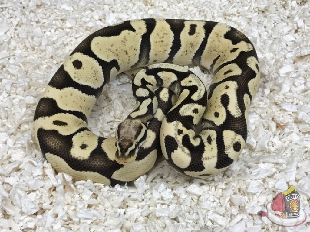 Pastel Desert Ghost Ball Python by Fireball Reptiles - MorphMarket