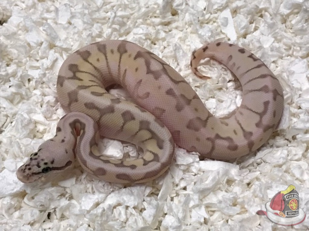 Queenbee Yellowbelly Ball Python by Fireball Reptiles - MorphMarket