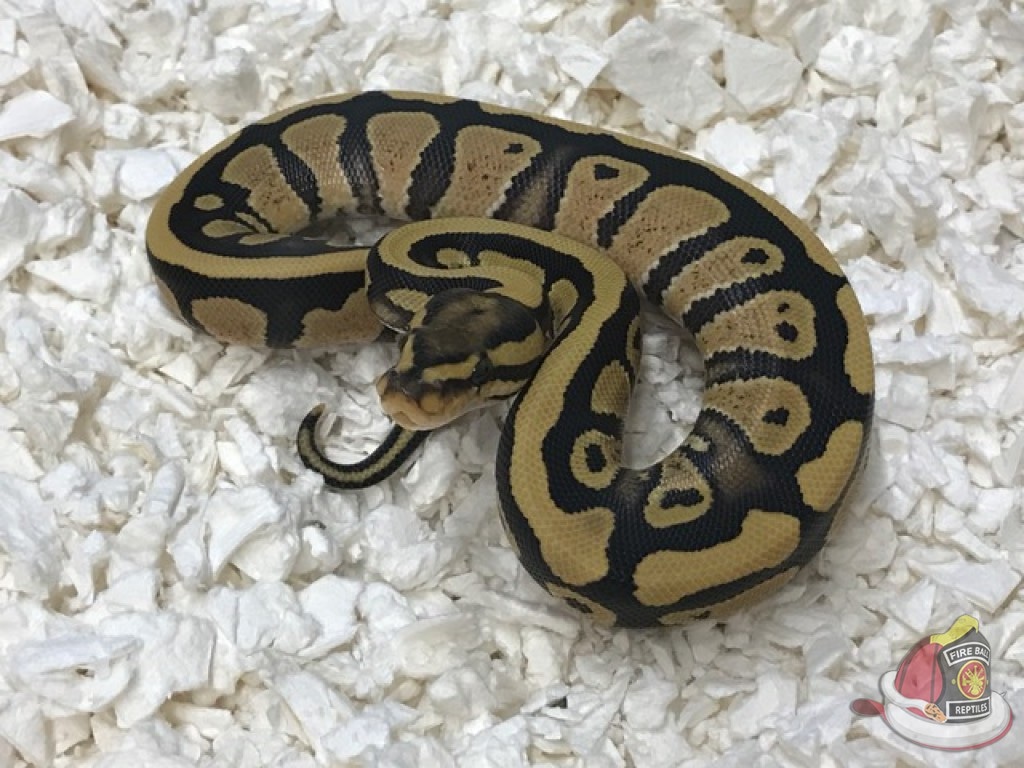 Specter Desert Ghost Ball Python by Fireball Reptiles - MorphMarket