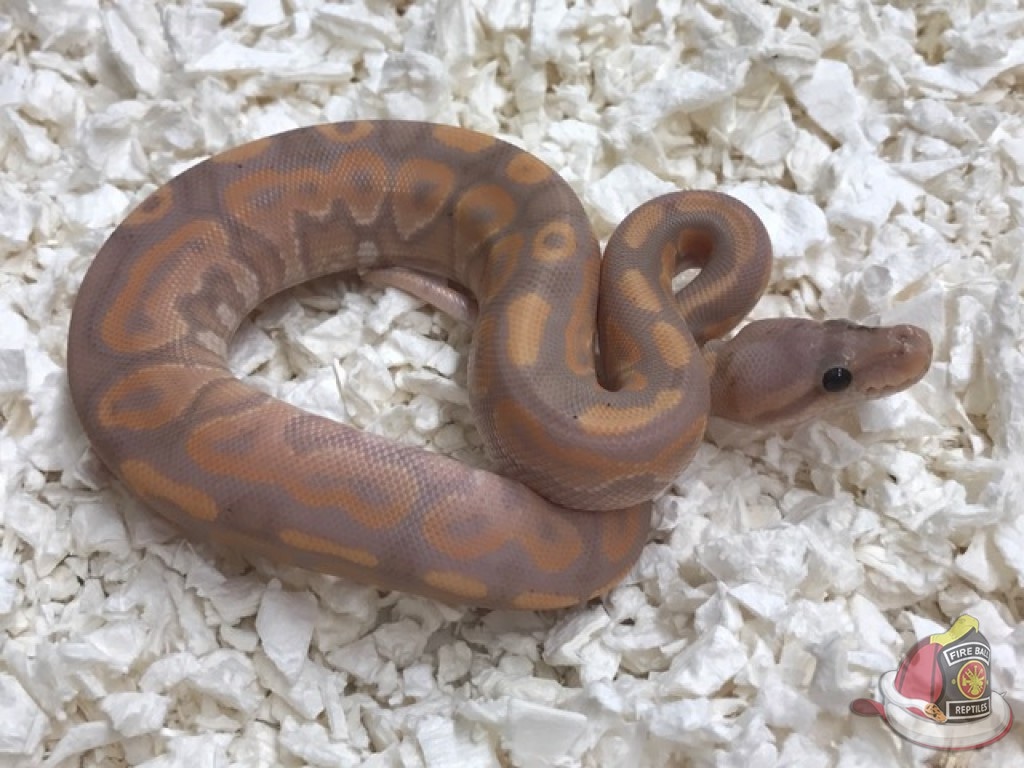 Banana Black Pastel Fire Ball Python by Fireball Reptiles - MorphMarket