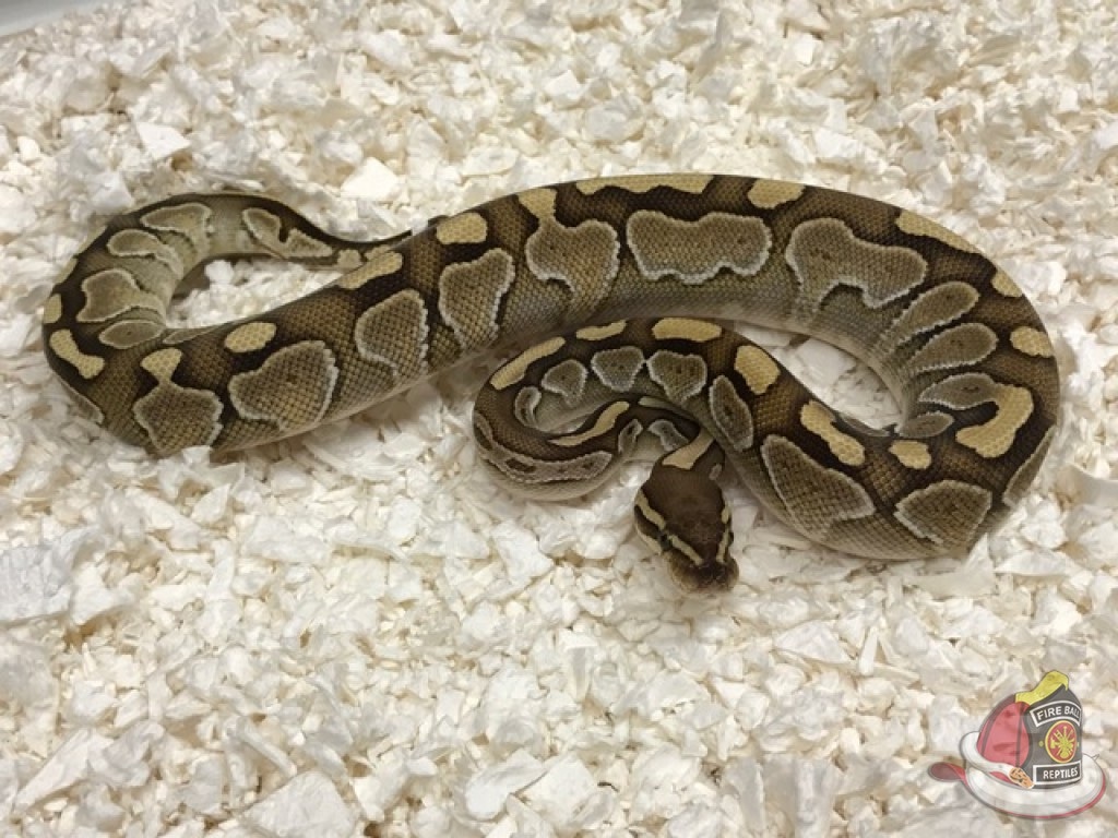 Butter Het. Albino Ball Python by Fireball Reptiles - MorphMarket