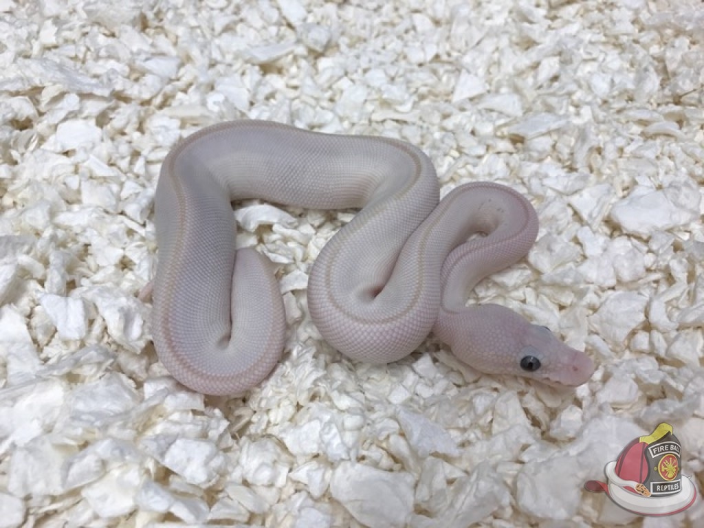 Hypo Blue Eye Leucistic Ball Python by Fireball Reptiles - MorphMarket