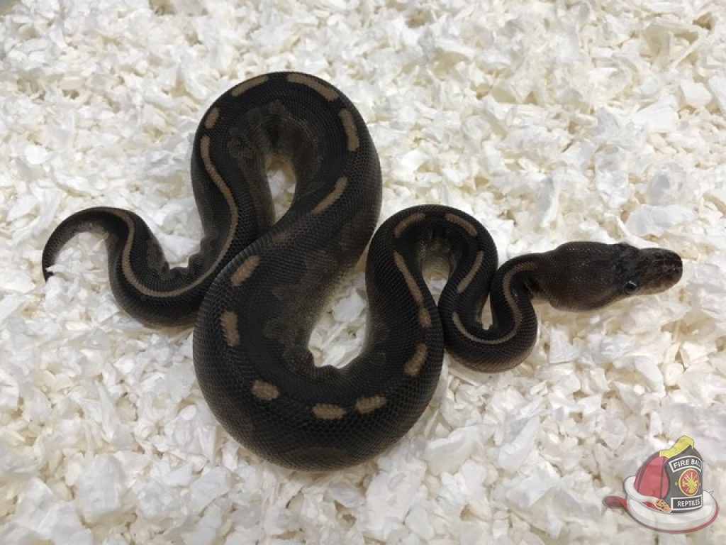 Chocolate Cinnamon Mahogany Ball Python by Fireball Reptiles - MorphMarket