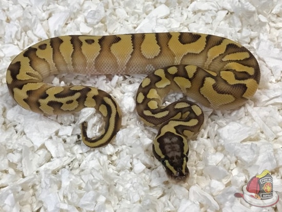 Pastel Butter Enchi Yellowbelly Het. Hypo Ball Python by Fireball Reptiles