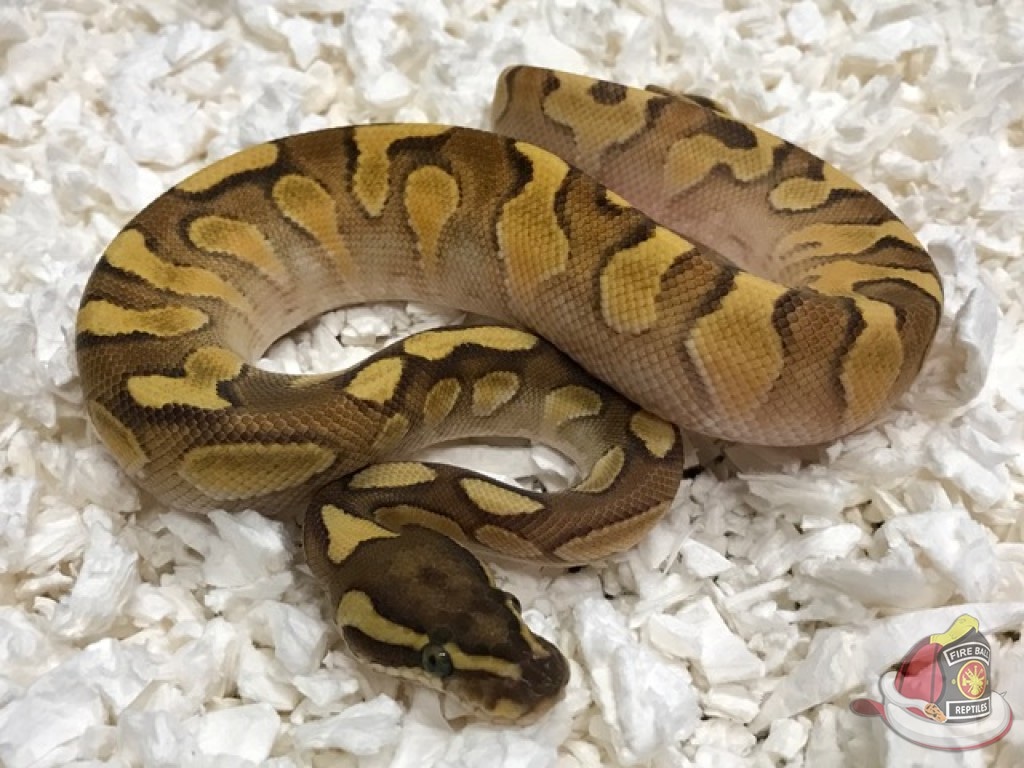 Butter Enchi Yellowbelly Ball Python by Fireball Reptiles - MorphMarket