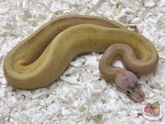 Superblast Superstripe Ball Python by Fireball Reptiles