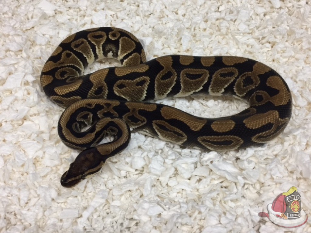 Triple Het. Hypo Desert Ghost Clown Ball Python by Fireball Reptiles ...