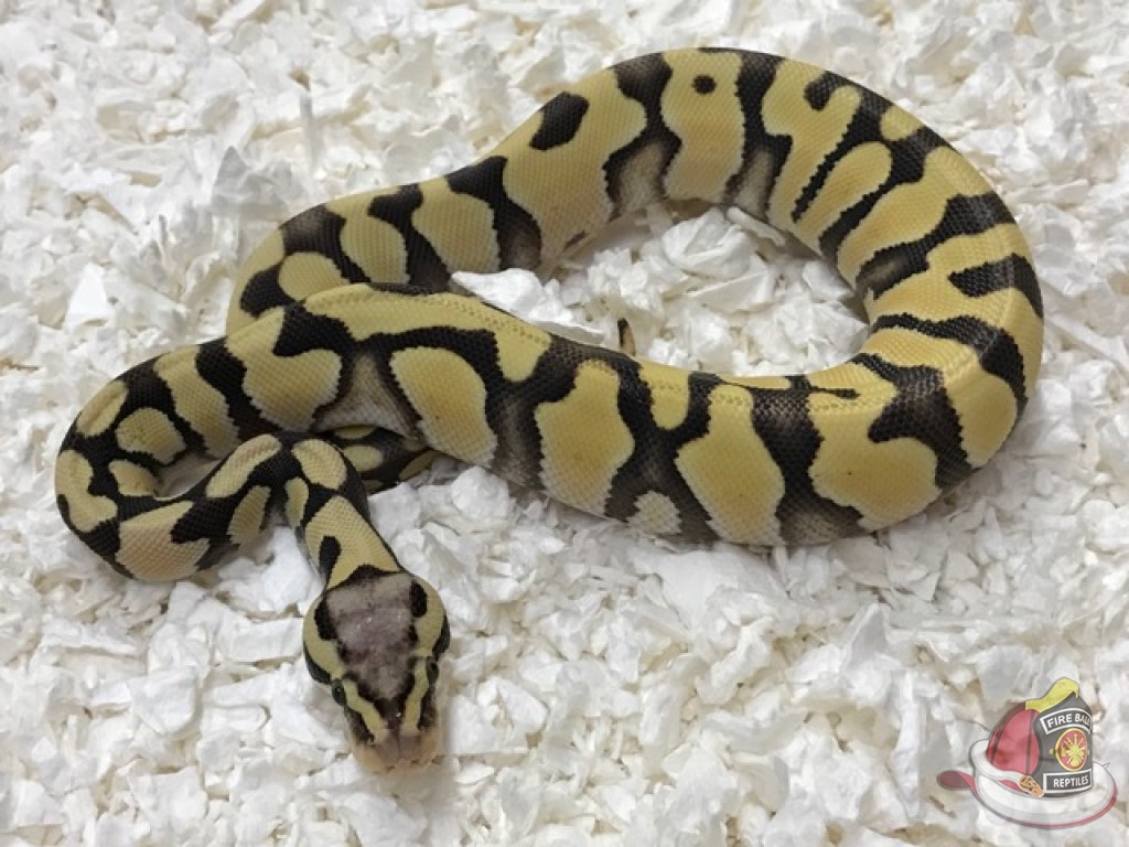 Pastel Enchi Desert Ghost Ball Python by Fireball Reptiles - MorphMarket