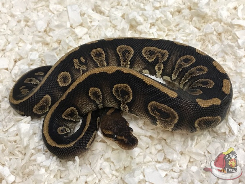 Chocolate Mahogany Ball Python by Fireball Reptiles - MorphMarket