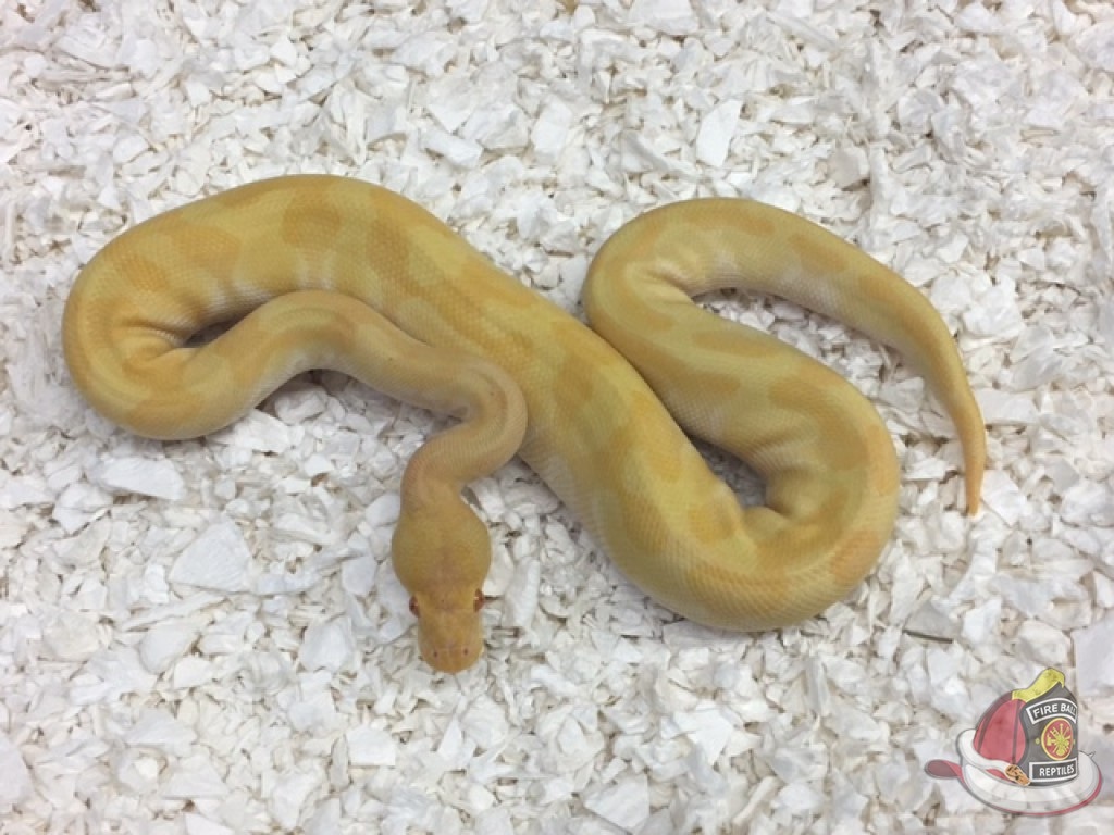 Albino Butter Enchi Ball Python by Fireball Reptiles - MorphMarket