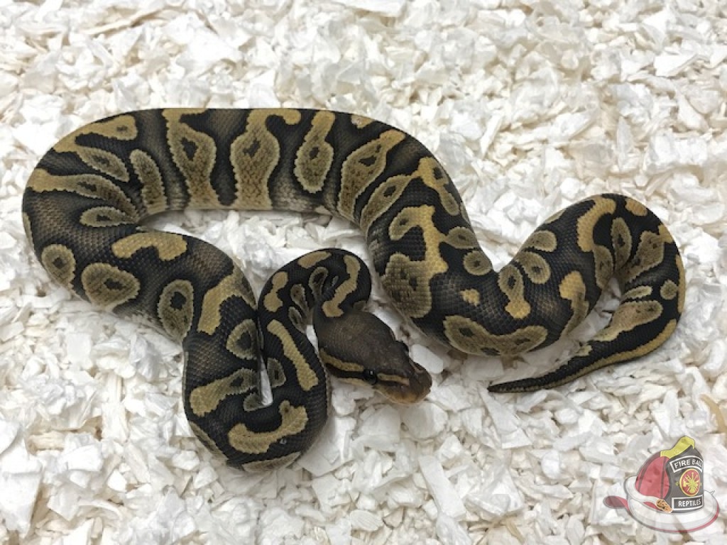 Hypo Chocolate Ball Python by Fireball Reptiles - MorphMarket