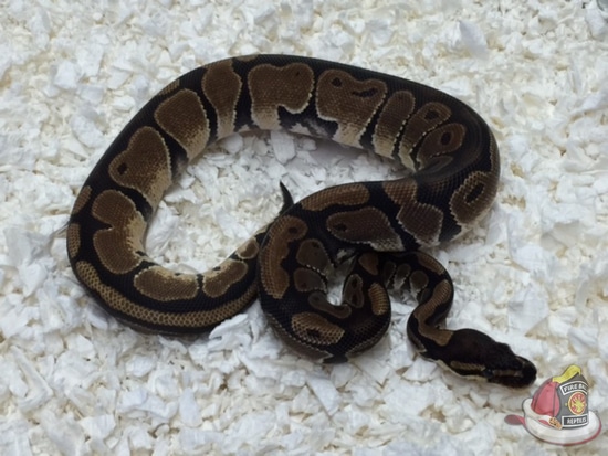 Double Het. Caramel Glow Ball Python by Fireball Reptiles