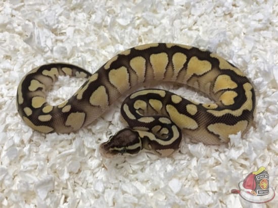 Pastel Butter Yellowbelly Het. Desert Ghost Ball Python by Fireball Reptiles