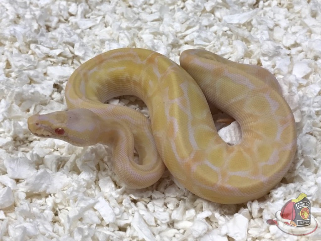 Albino Pastel Butter Ball Python by Fireball Reptiles - MorphMarket