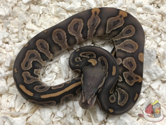 Hypo Black Pastel Chocolate Ball Python by Fireball Reptiles