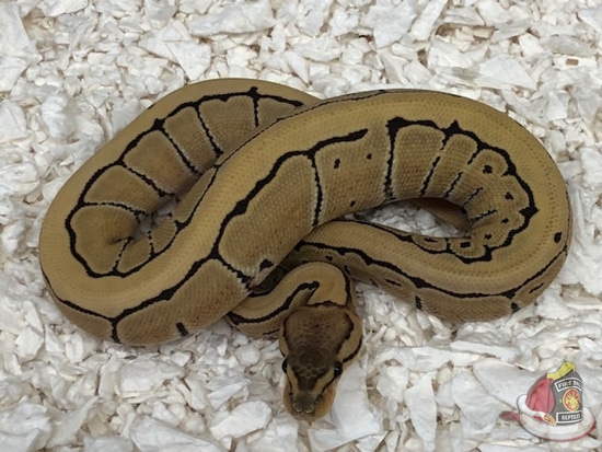 Pinstripe Desert Ghost Ball Python by Fireball Reptiles
