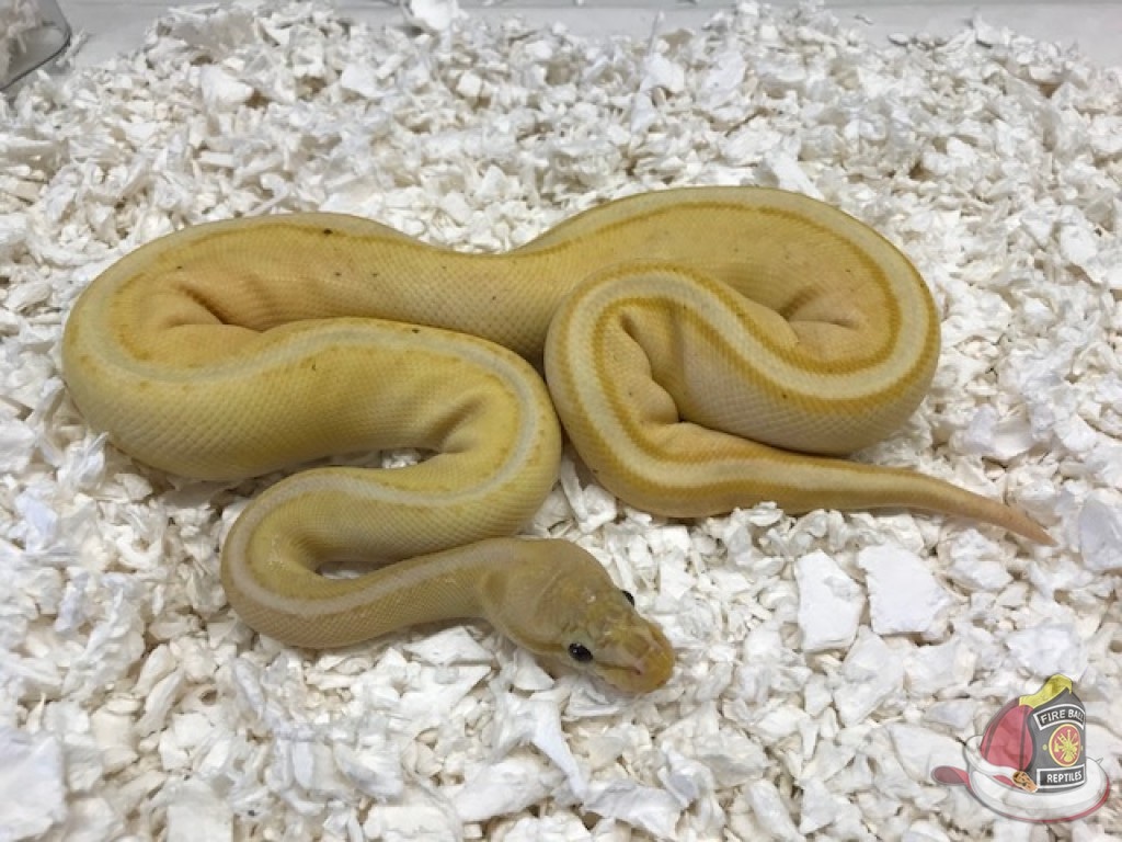 Pastel Banana Genetic Stripe Ball Python by Fireball Reptiles - MorphMarket