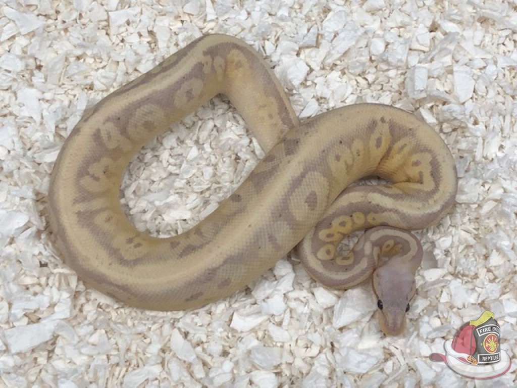 Banana Pewter Fire Ball Python by Fireball Reptiles - MorphMarket