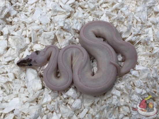 Blue Eye Leucistic Paradox Ball Python by Fireball Reptiles