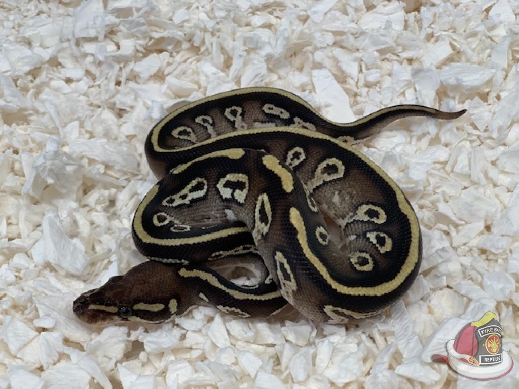 Mojave Hurricane Het. Piebald Ball Python by Fireball Reptiles ...